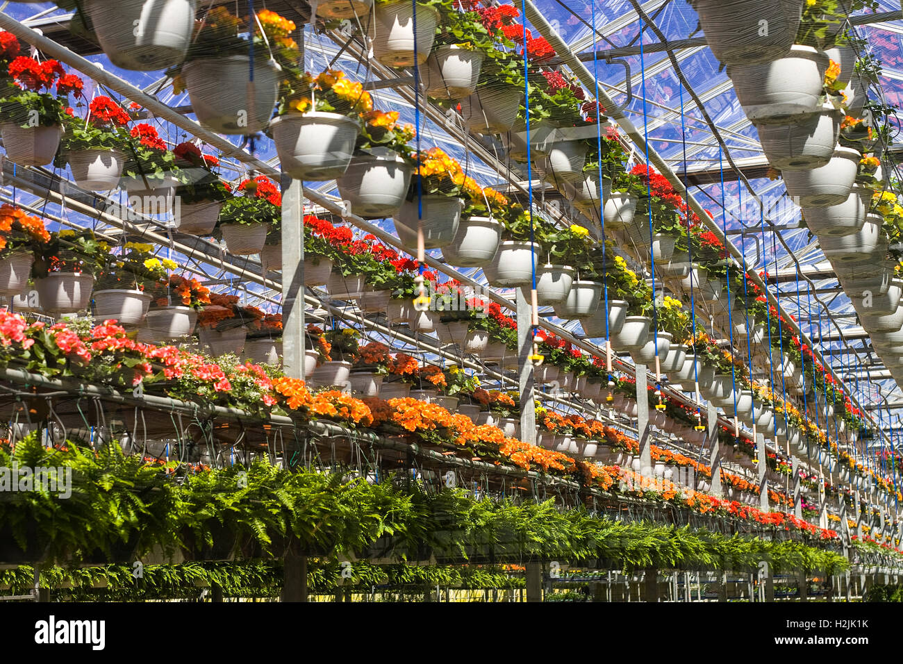 Rows upon rows of potted plants and flowers on display inside a ...