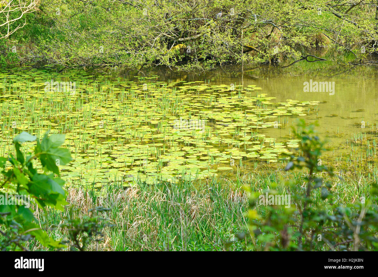 Pond covered in Water Lilies in English countryside Stock Photo - Alamy