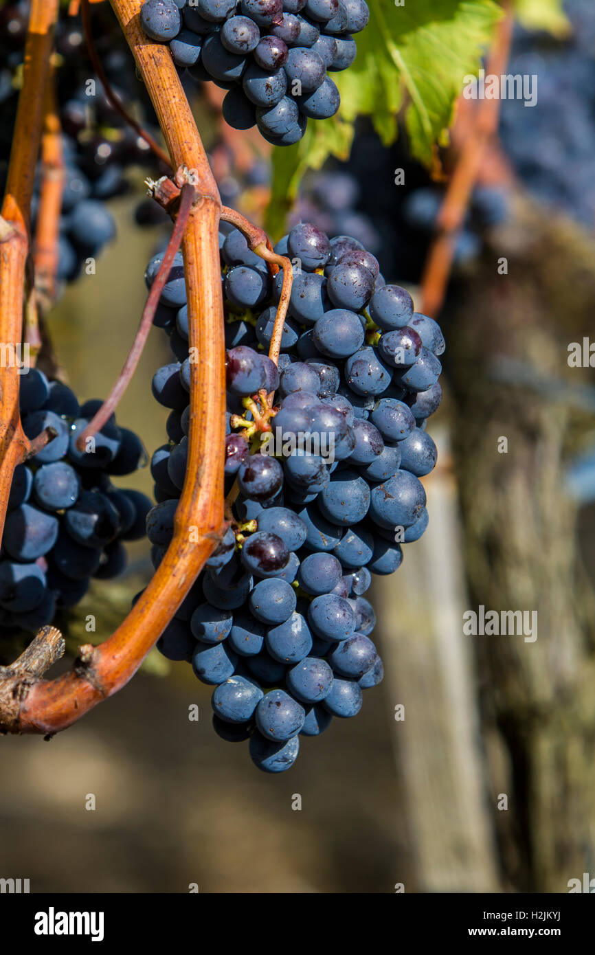 Sangiovese hi-res stock photography and images - Alamy