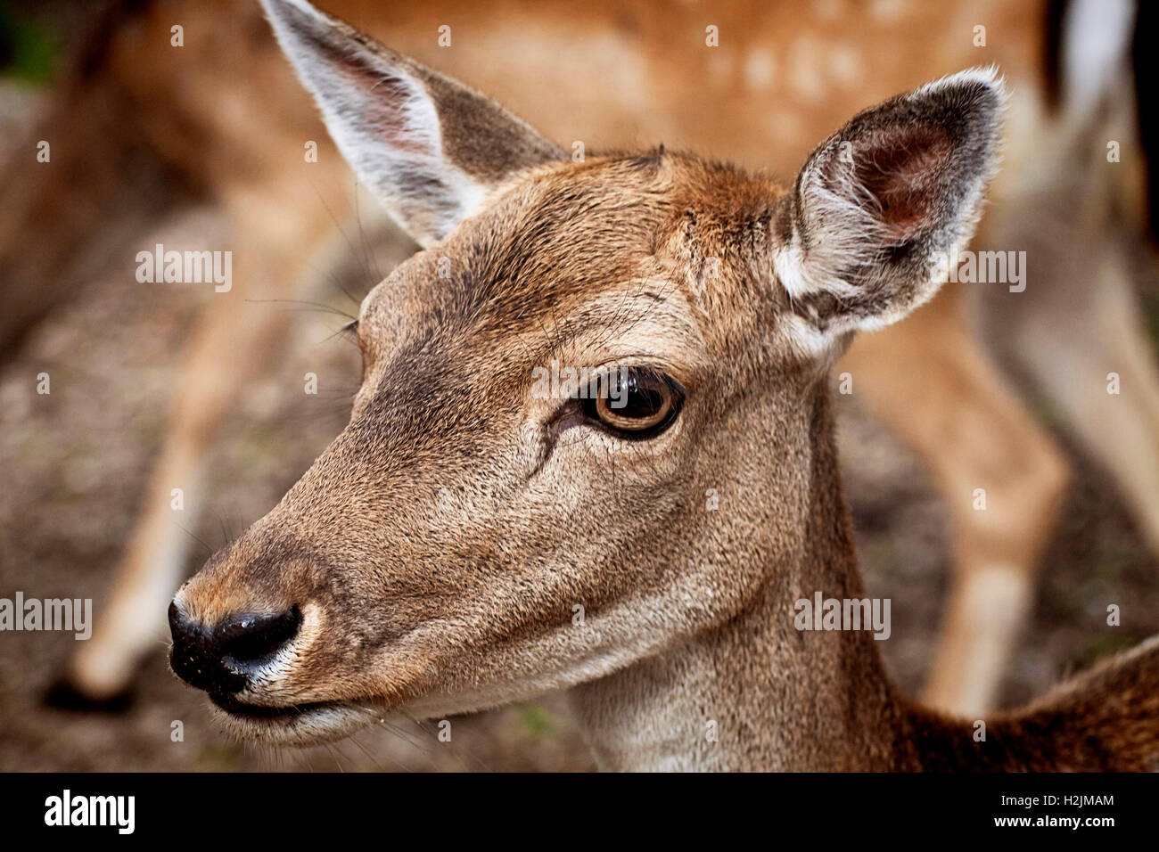 Nature wildlife portrait,young red deer in natural environment, blurred ...