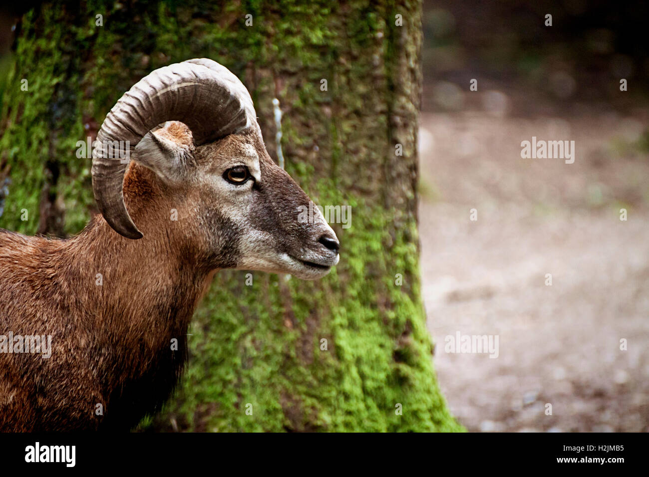 Portrait of young male ibex in natural environment,blurred background ...