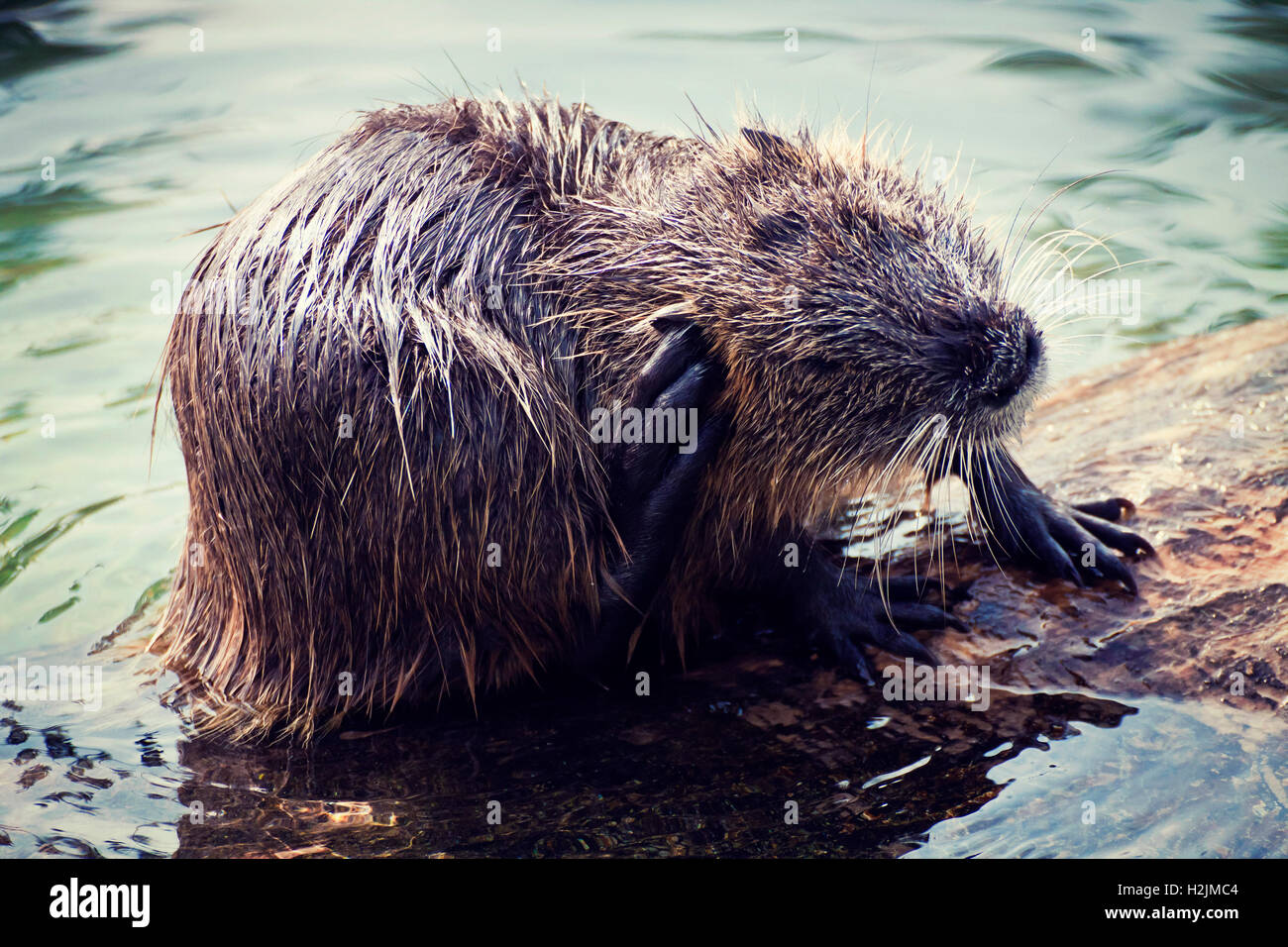 Wet rat hi-res stock photography and images - Alamy