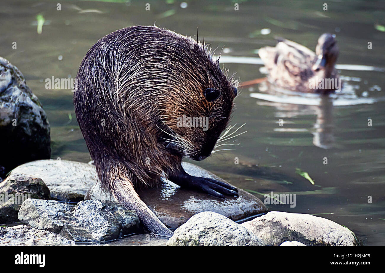 Rodent semi aquatic animal hi-res stock photography and images - Alamy