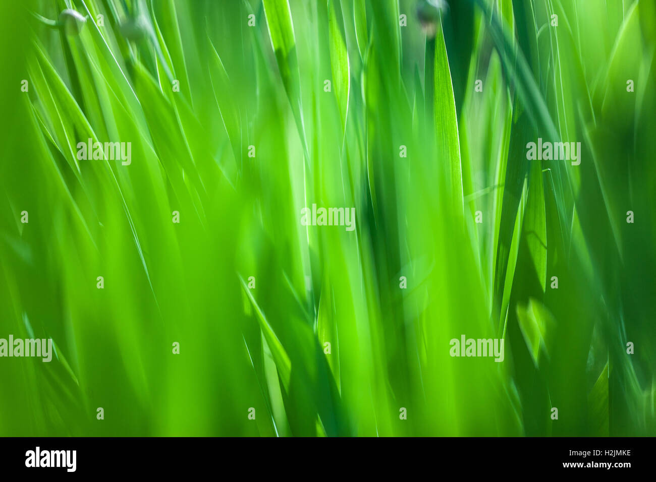 Soft green nature hi-res stock photography and images - Alamy