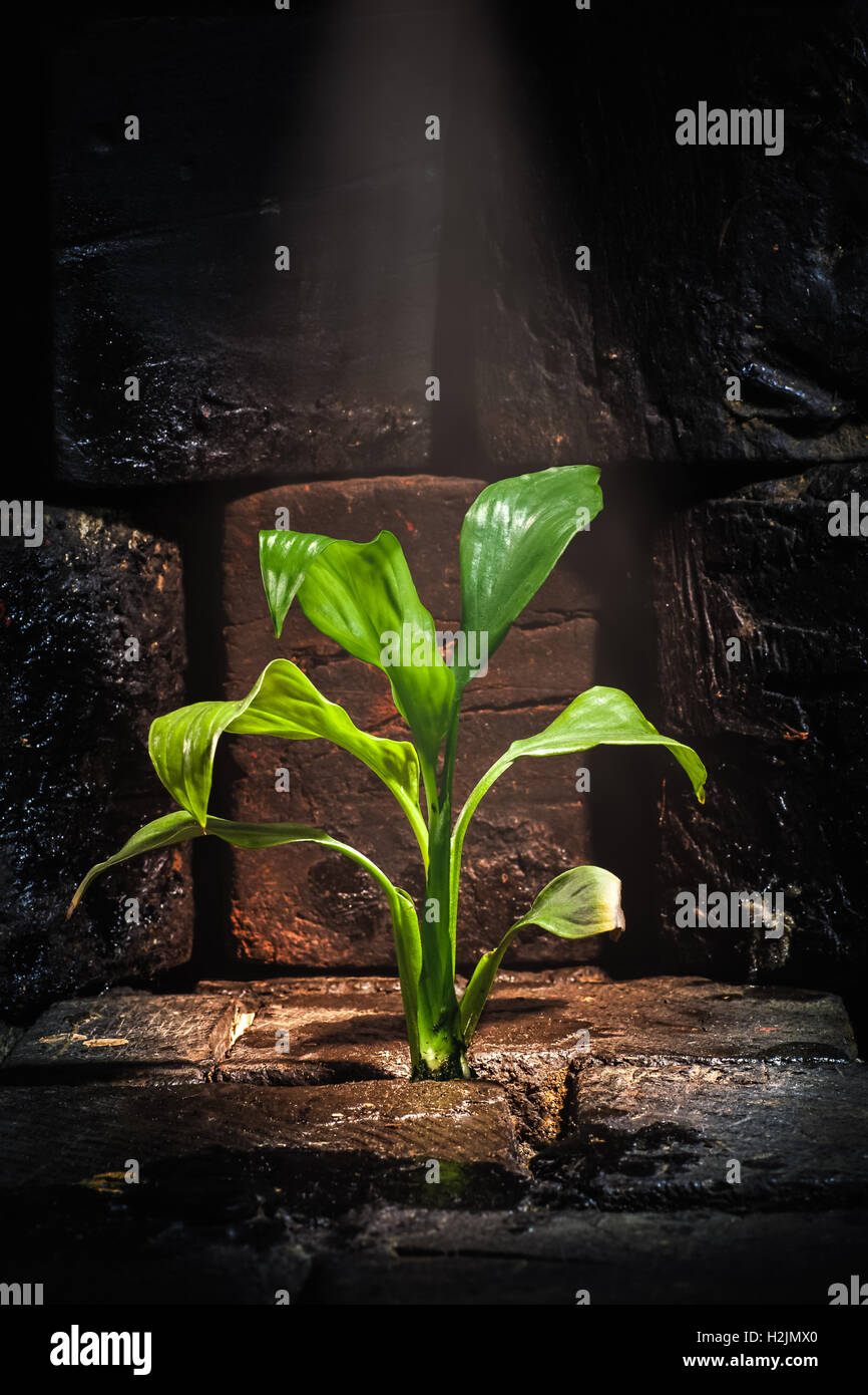 Trough beam hi-res stock photography and images - Alamy