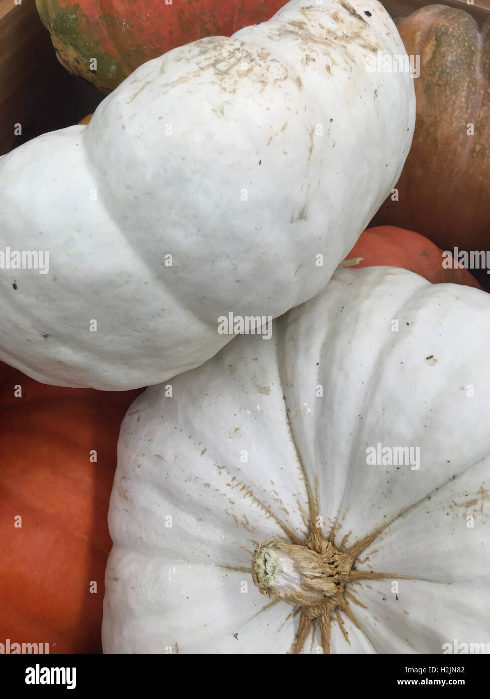 Pumpkins holiday hi-res stock photography and images - Alamy