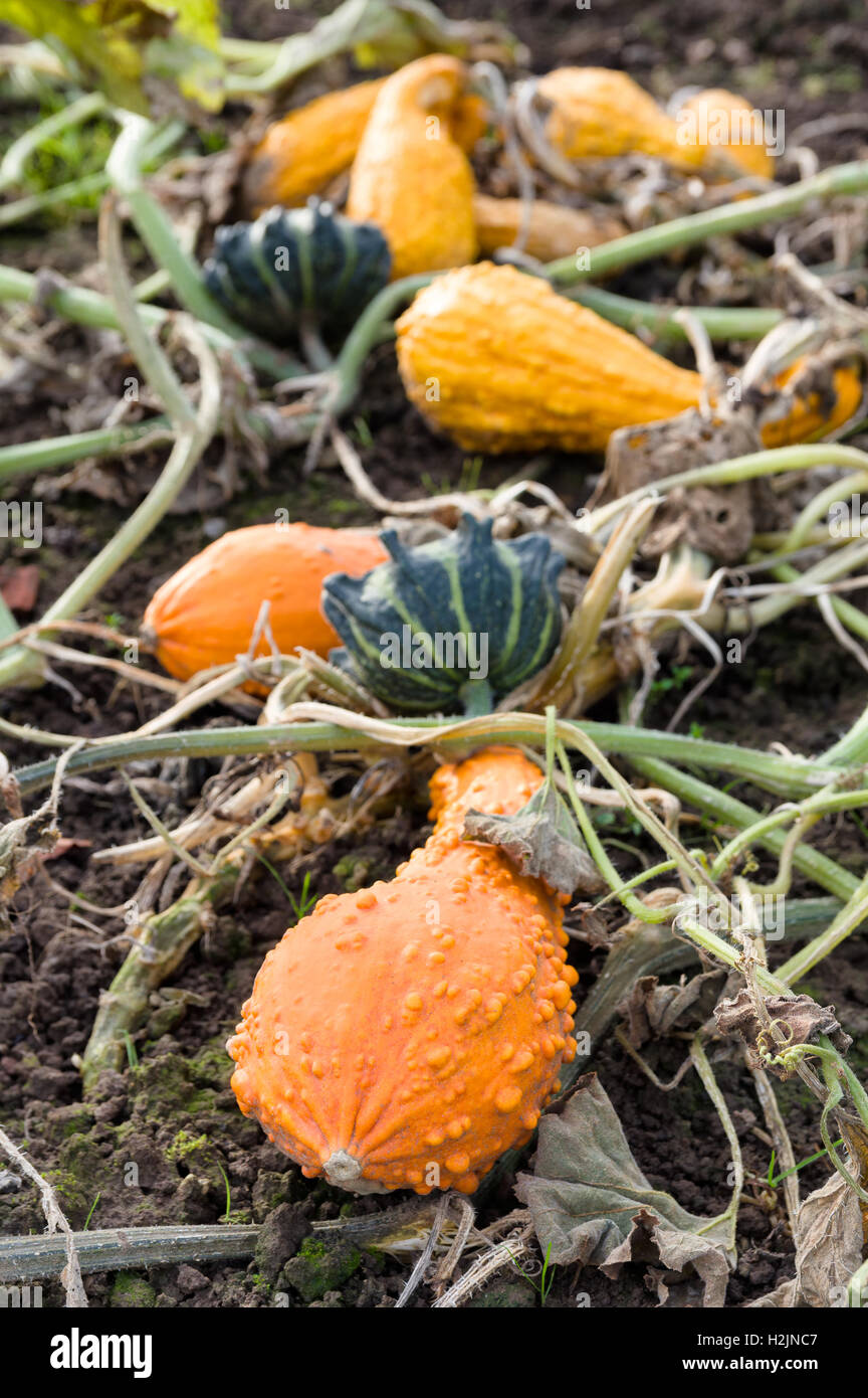 Family cucurbitaceae hi-res stock photography and images - Alamy