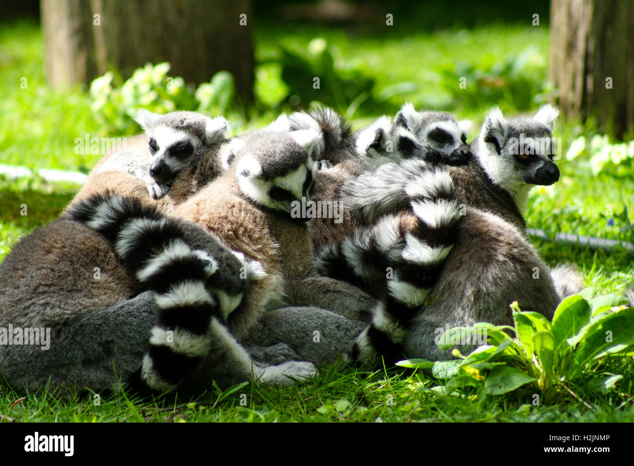 Group of lemurs Stock Photo - Alamy