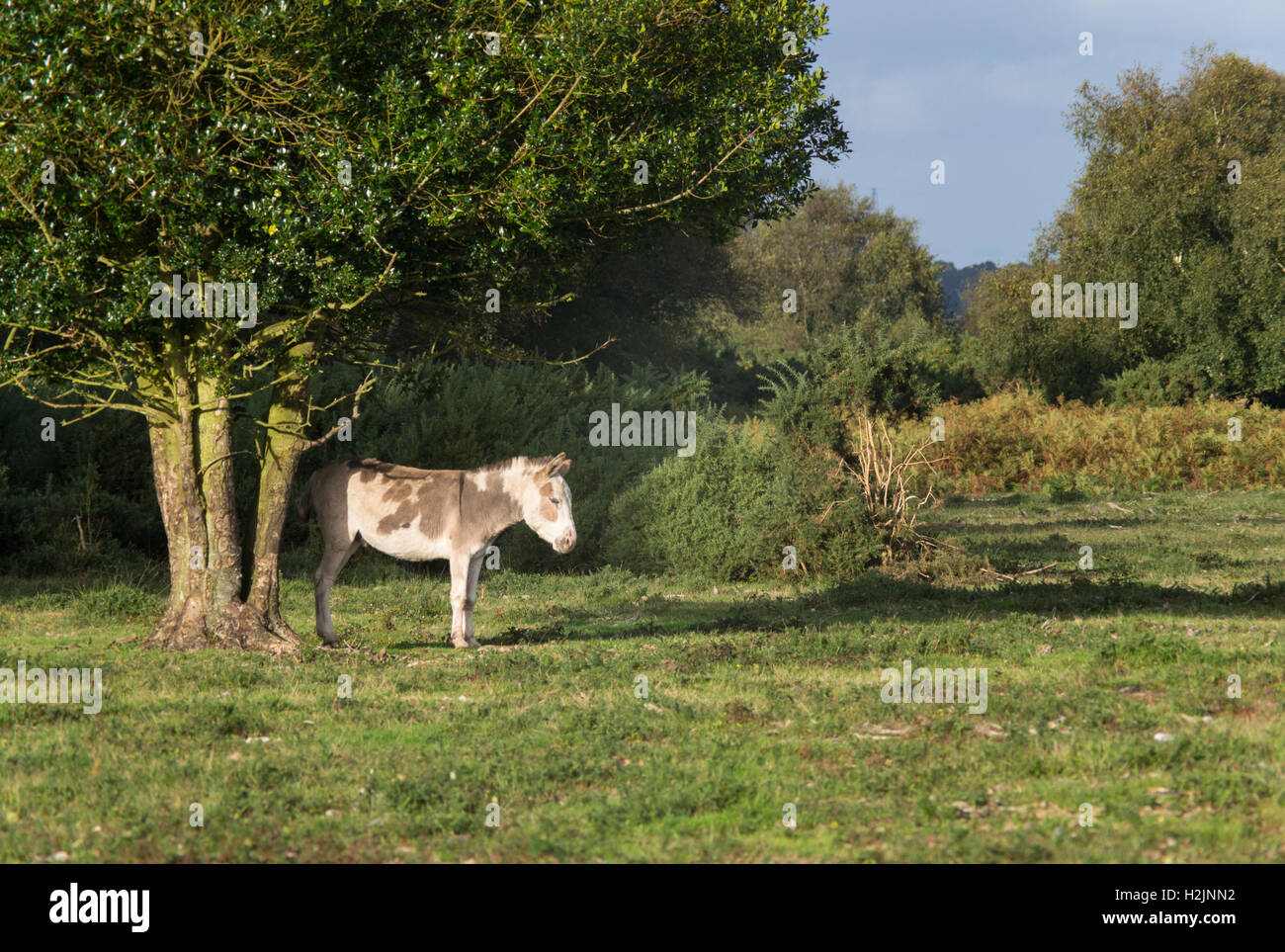 Donkey under tree hi-res stock photography and images - Alamy