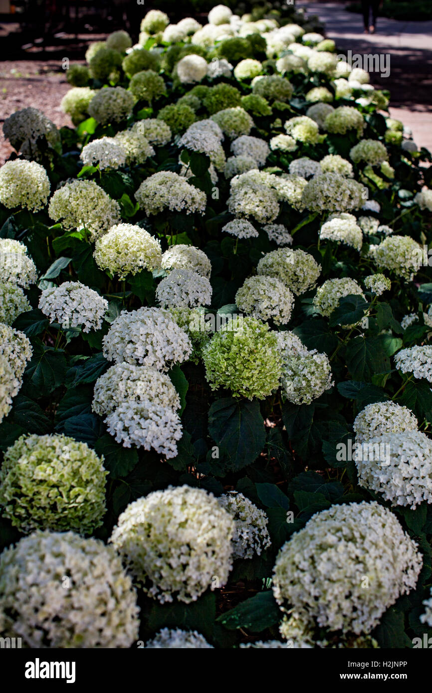 Snowballs snowball hi-res stock photography and images - Alamy