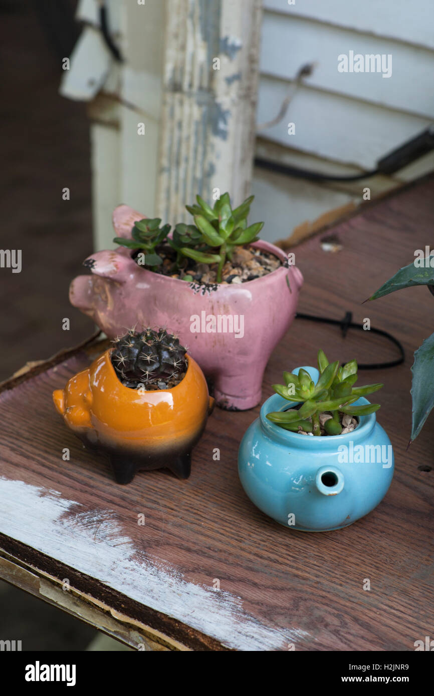 Potted succulents hi-res stock photography and images - Alamy