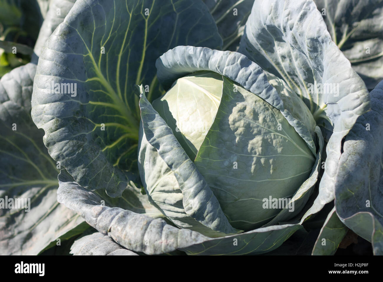 Big cabbage in the garden Stock Photo - Alamy