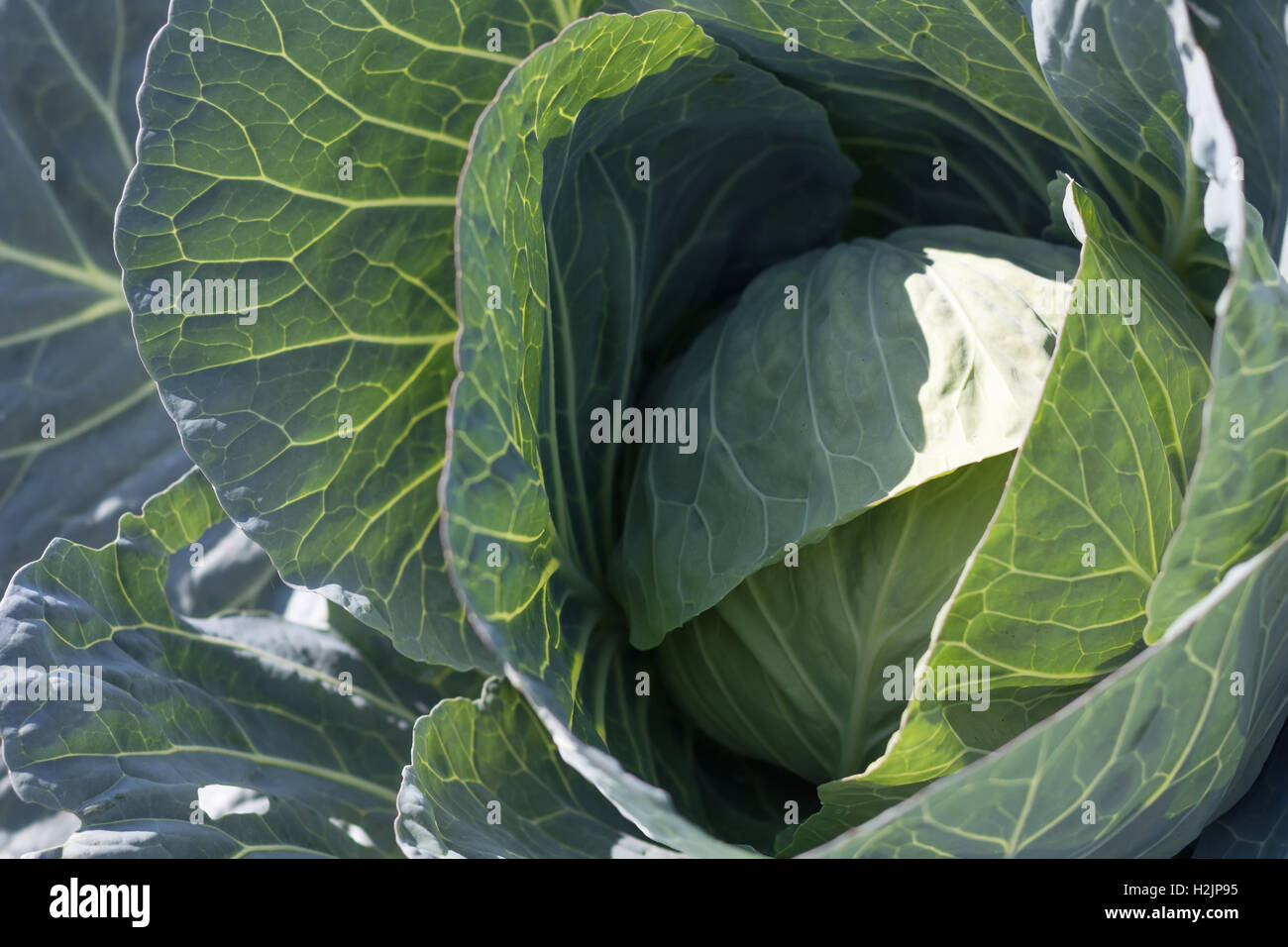 Big cabbage in the garden Stock Photo - Alamy