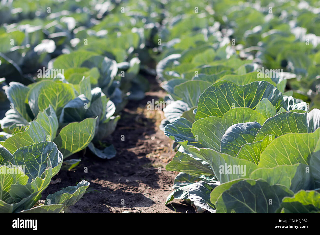 Freshly growing cabbage field Stock Photo - Alamy