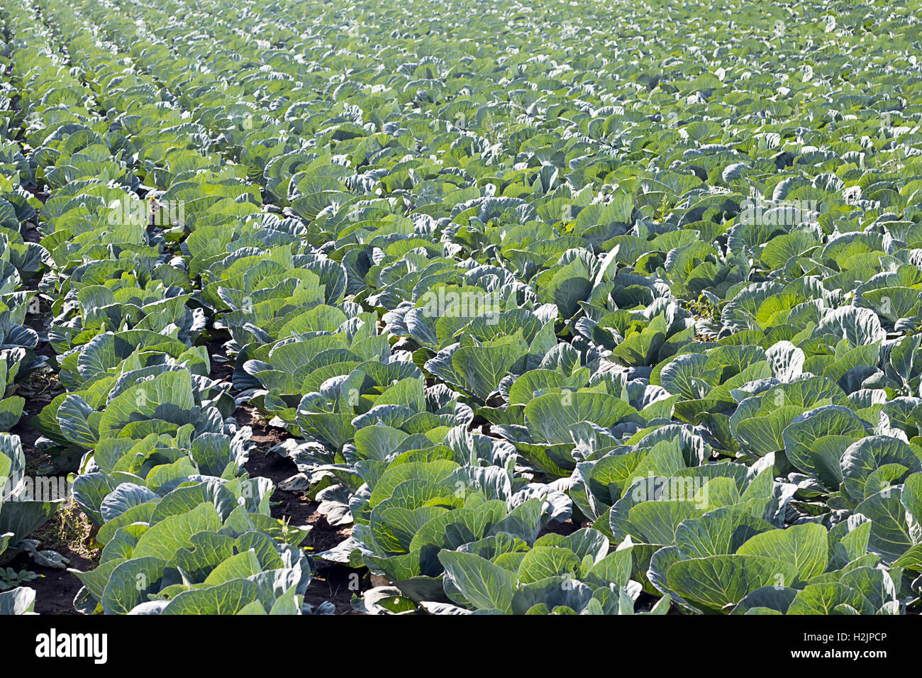 Freshly growing cabbage field Stock Photo - Alamy