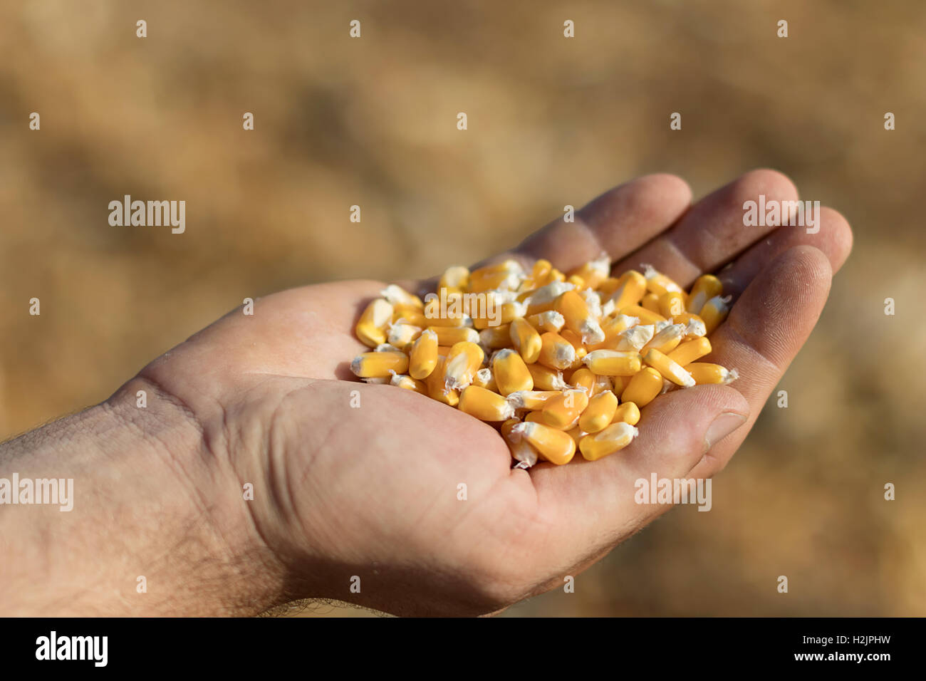 Corn feed in a hand in the field. Golden maize in hand Stock Photo - Alamy