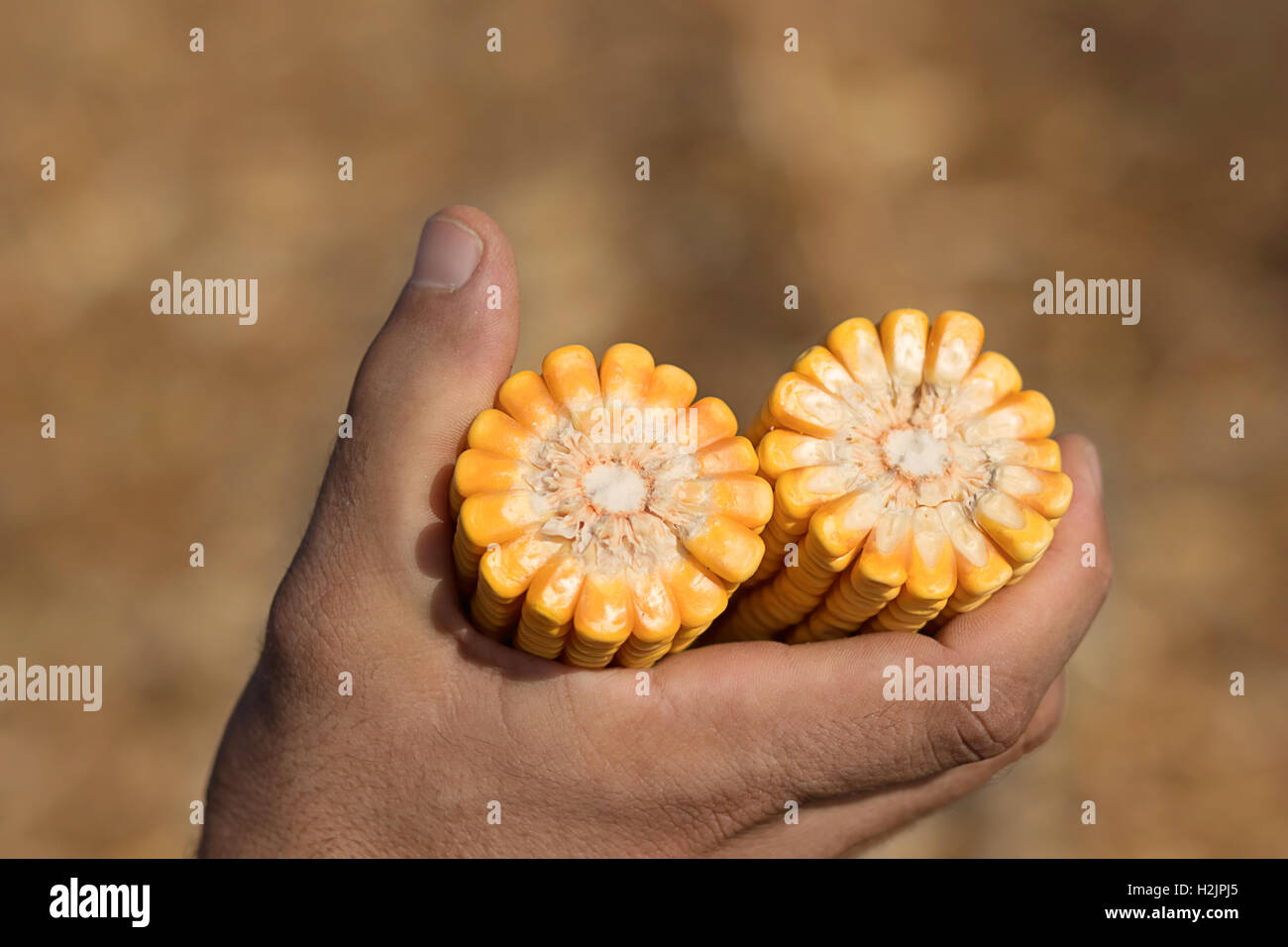 Corn cross section hi-res stock photography and images - Alamy