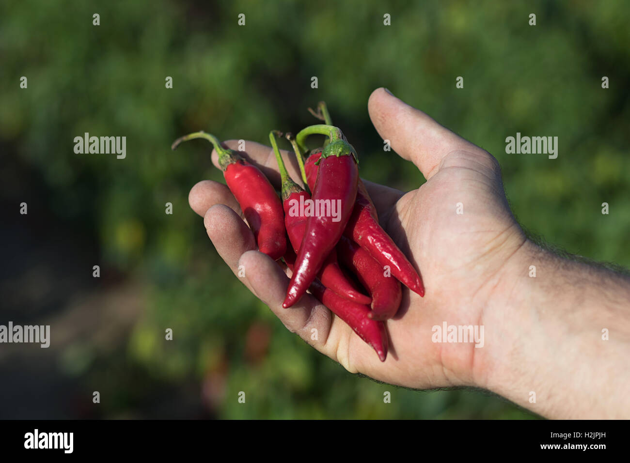 Red chilli burning hands hi-res stock photography and images - Alamy