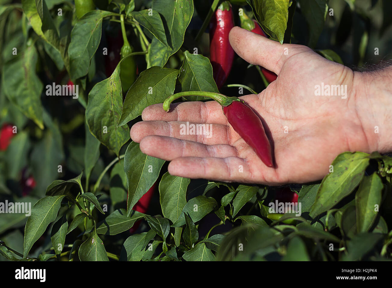 Red chilli burning hands hi-res stock photography and images - Alamy