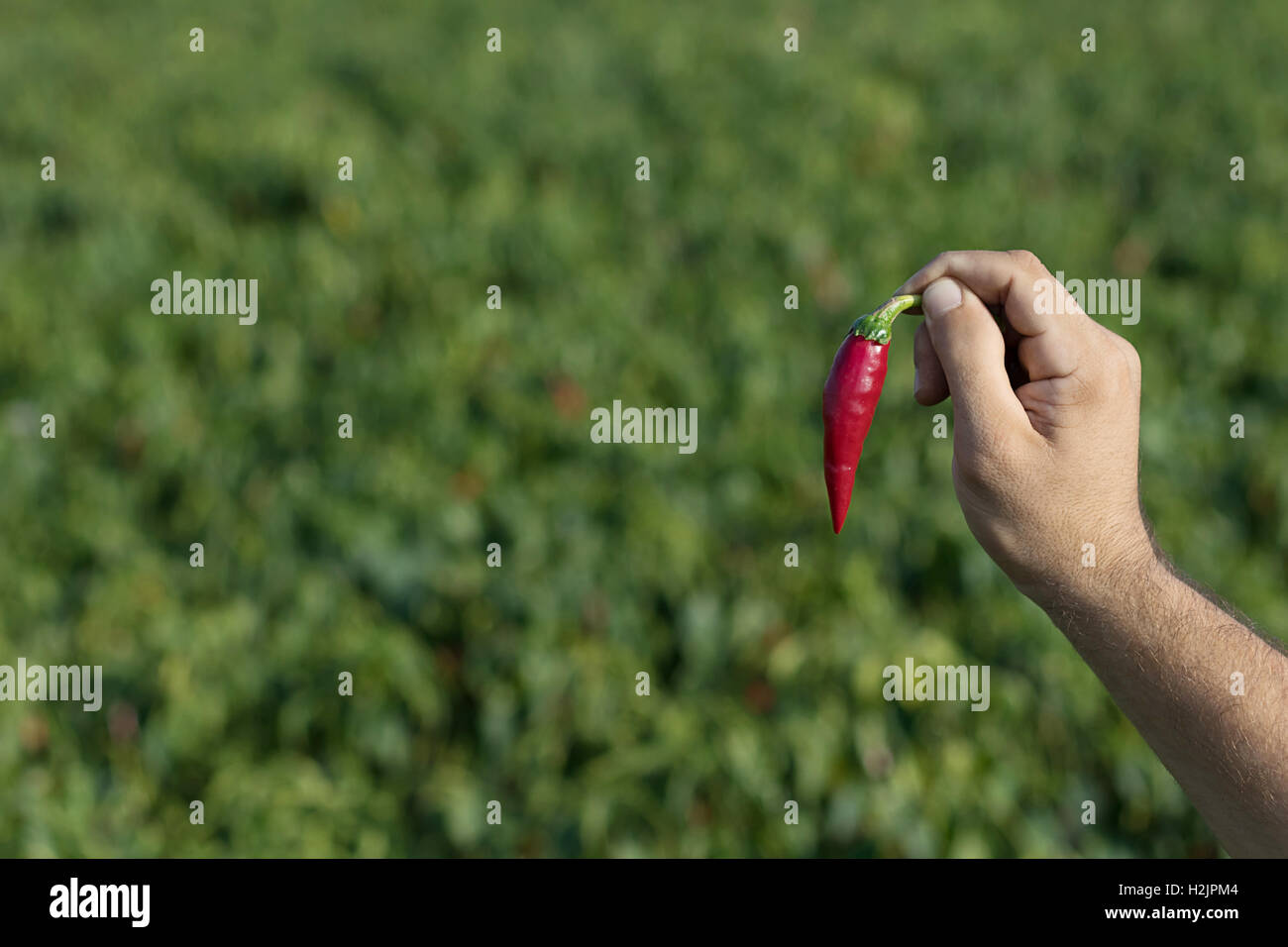 Hand holding red chili pepper in a vegetable garden. Red chili on hand ...