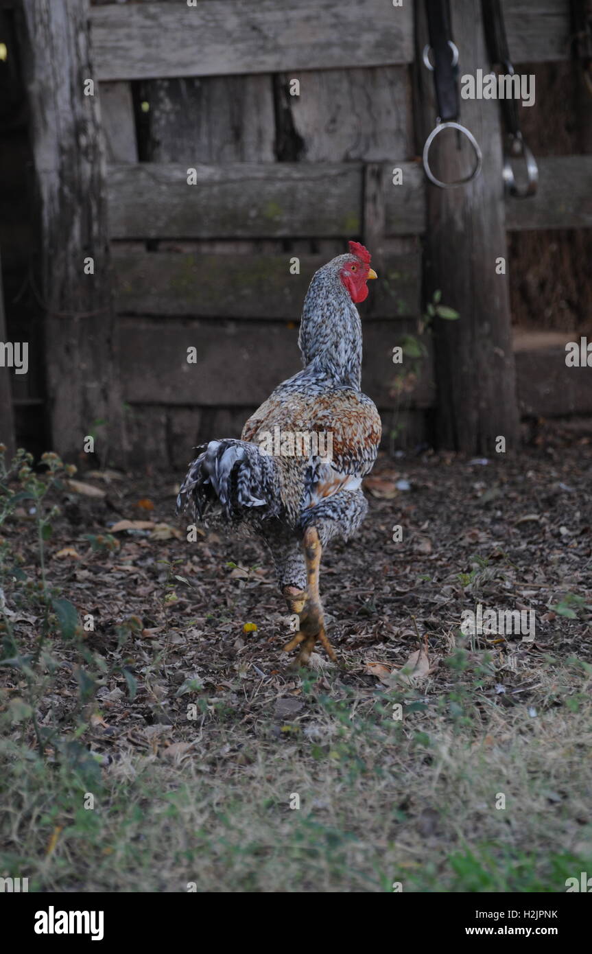 Brahma rooster hi-res stock photography and images - Alamy