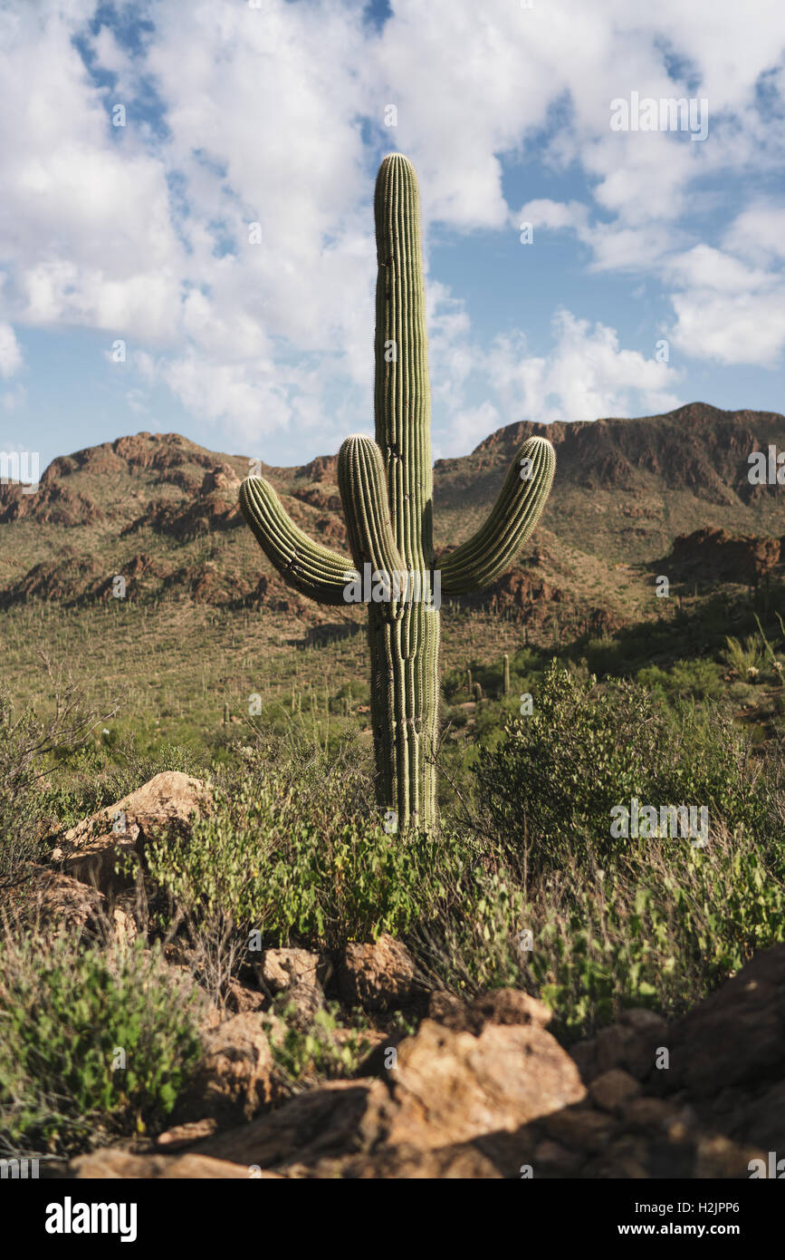 A Saguaro cactus in the desert of Saguaro National Park Stock Photo - Alamy