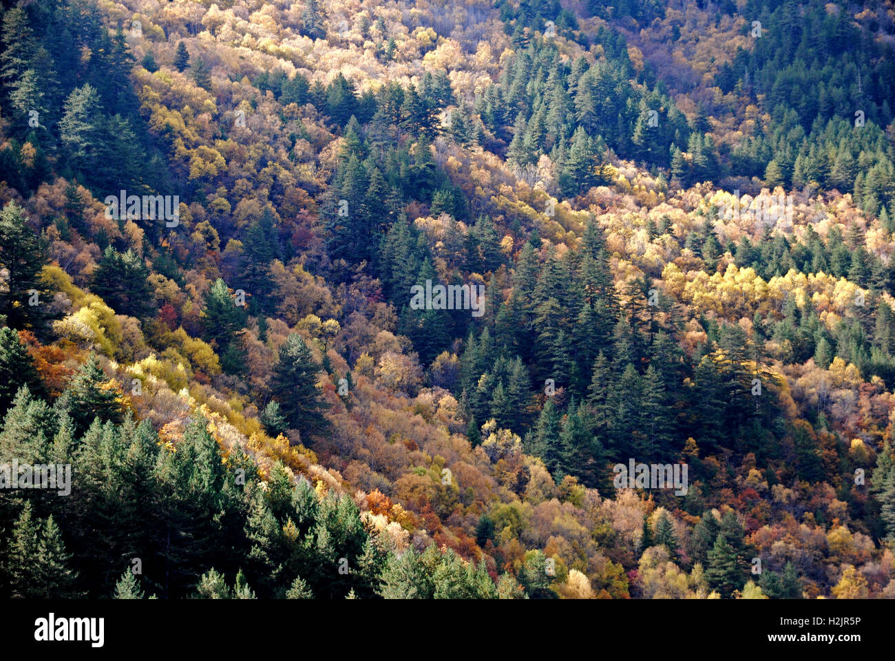 The pine trees begin to change color as autumn bathes Jiuzhaigou ...