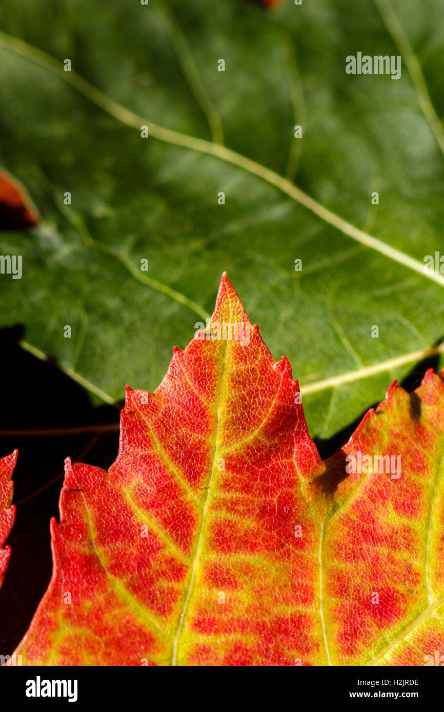 Close up texture of fall autumn leaves Stock Photo - Alamy
