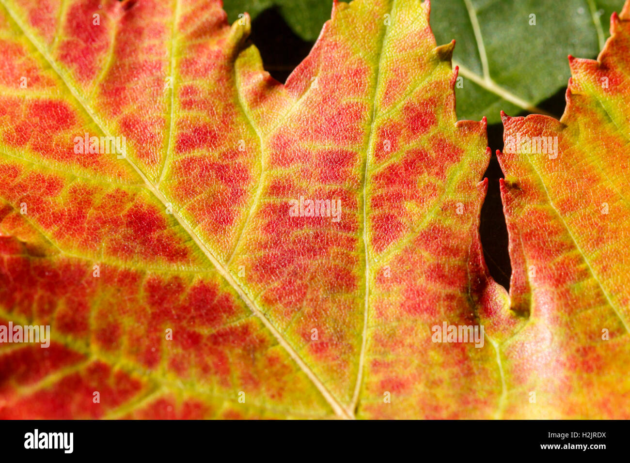 Close up texture of fall autumn leaves Stock Photo - Alamy