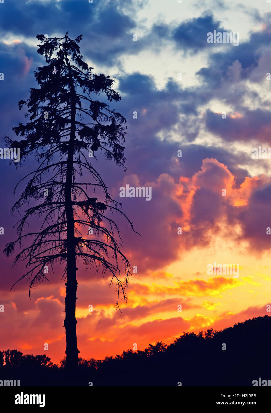 Tree sky abstract landscape hi-res stock photography and images - Alamy