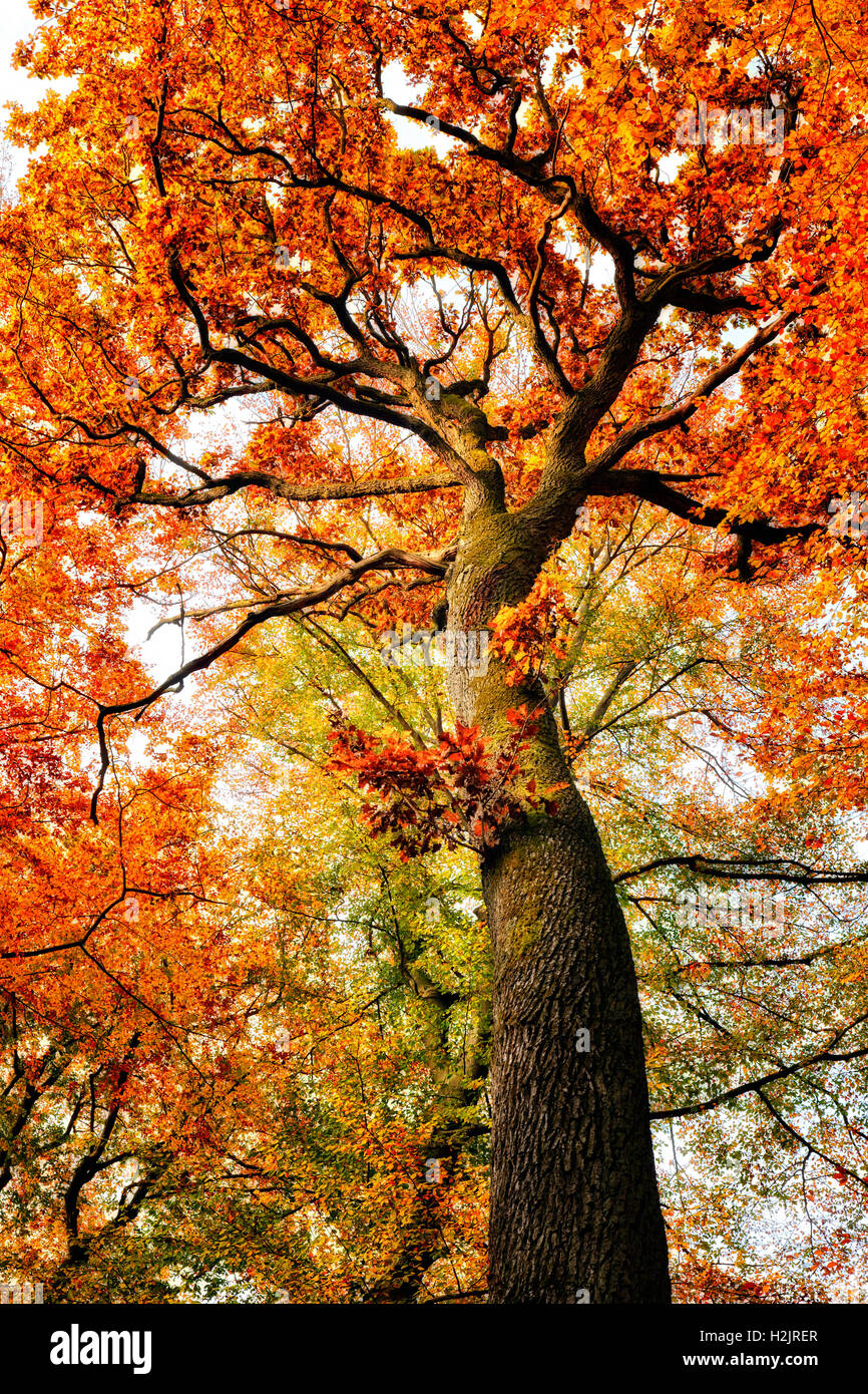Autumn oak tree Stock Photo - Alamy