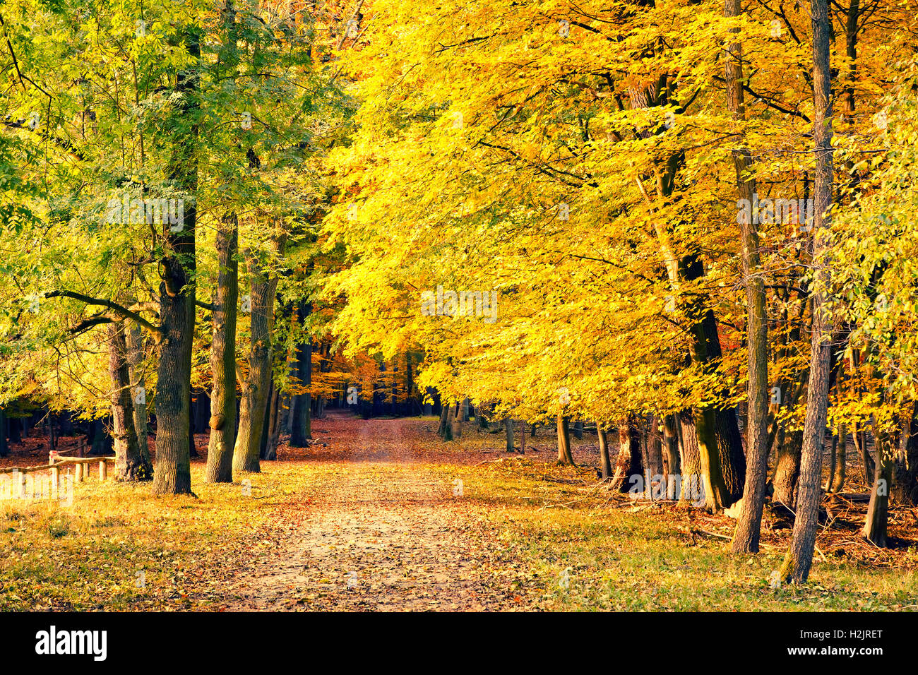 Pathway in autumn park Stock Photo - Alamy