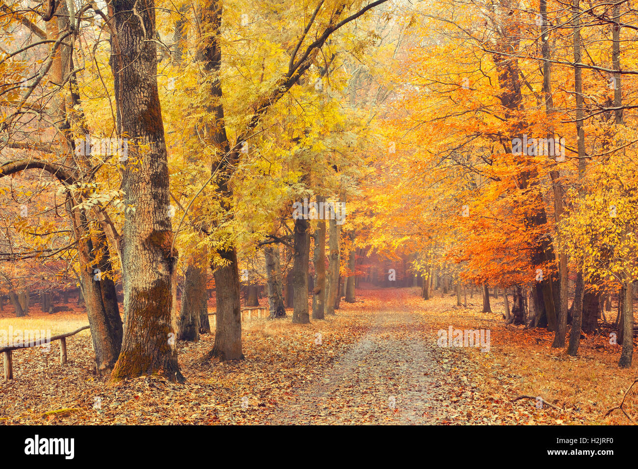 Path in autumn forest Stock Photo - Alamy