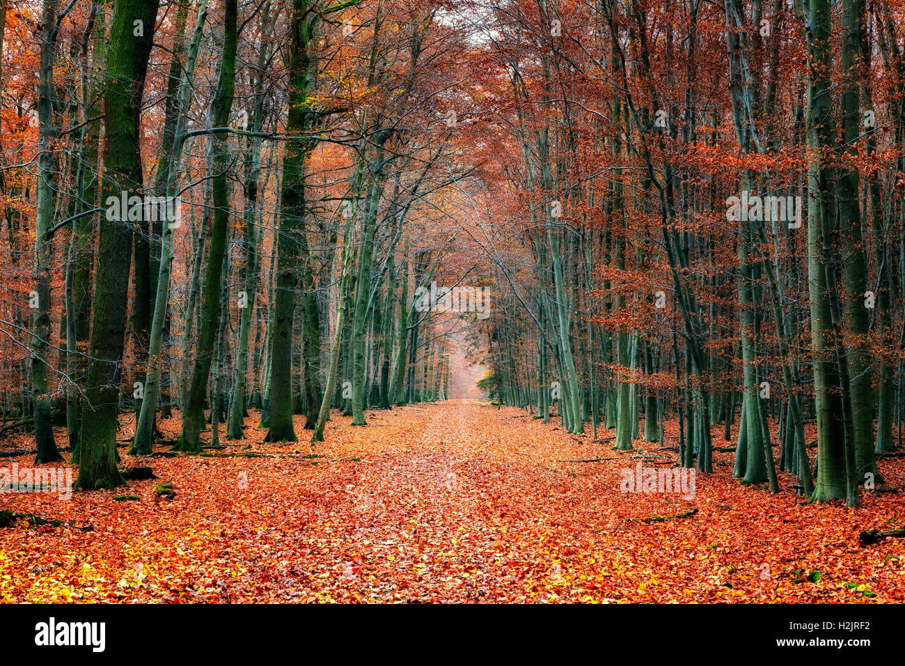 Pathway in autumn park Stock Photo - Alamy