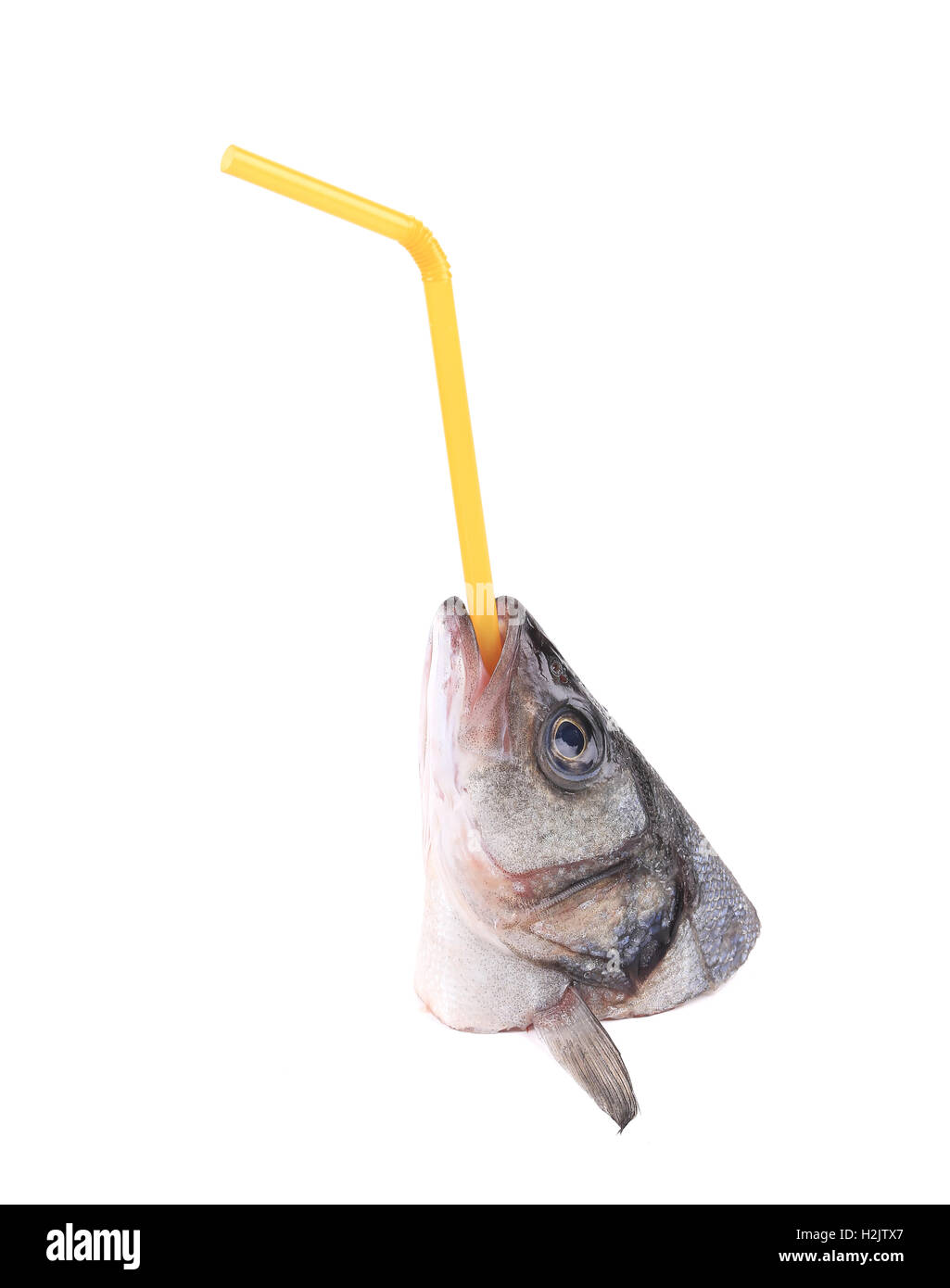 Sea Bass head with straw Stock Photo - Alamy