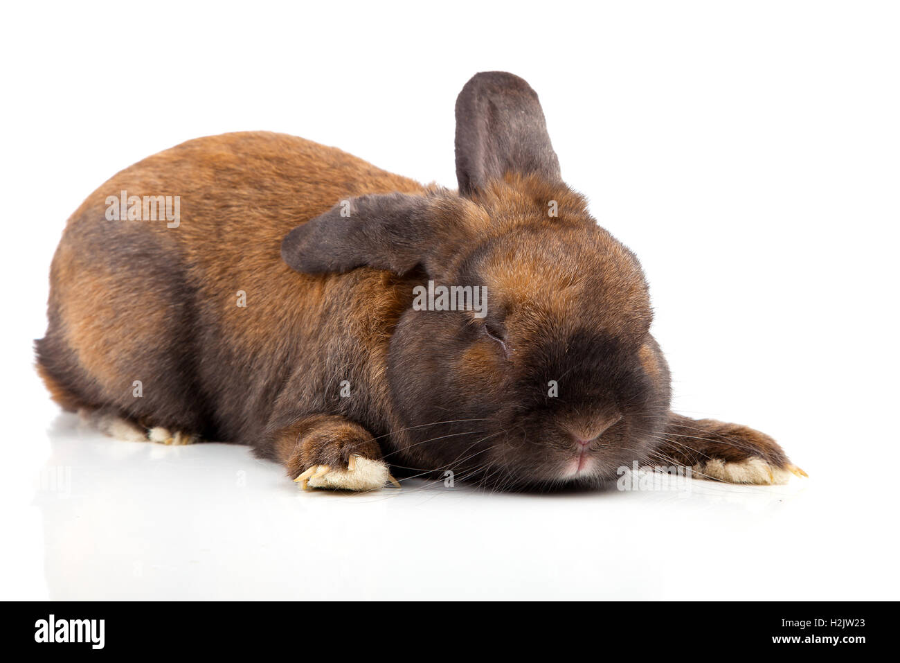 rabbit isolated on a white background Stock Photo - Alamy