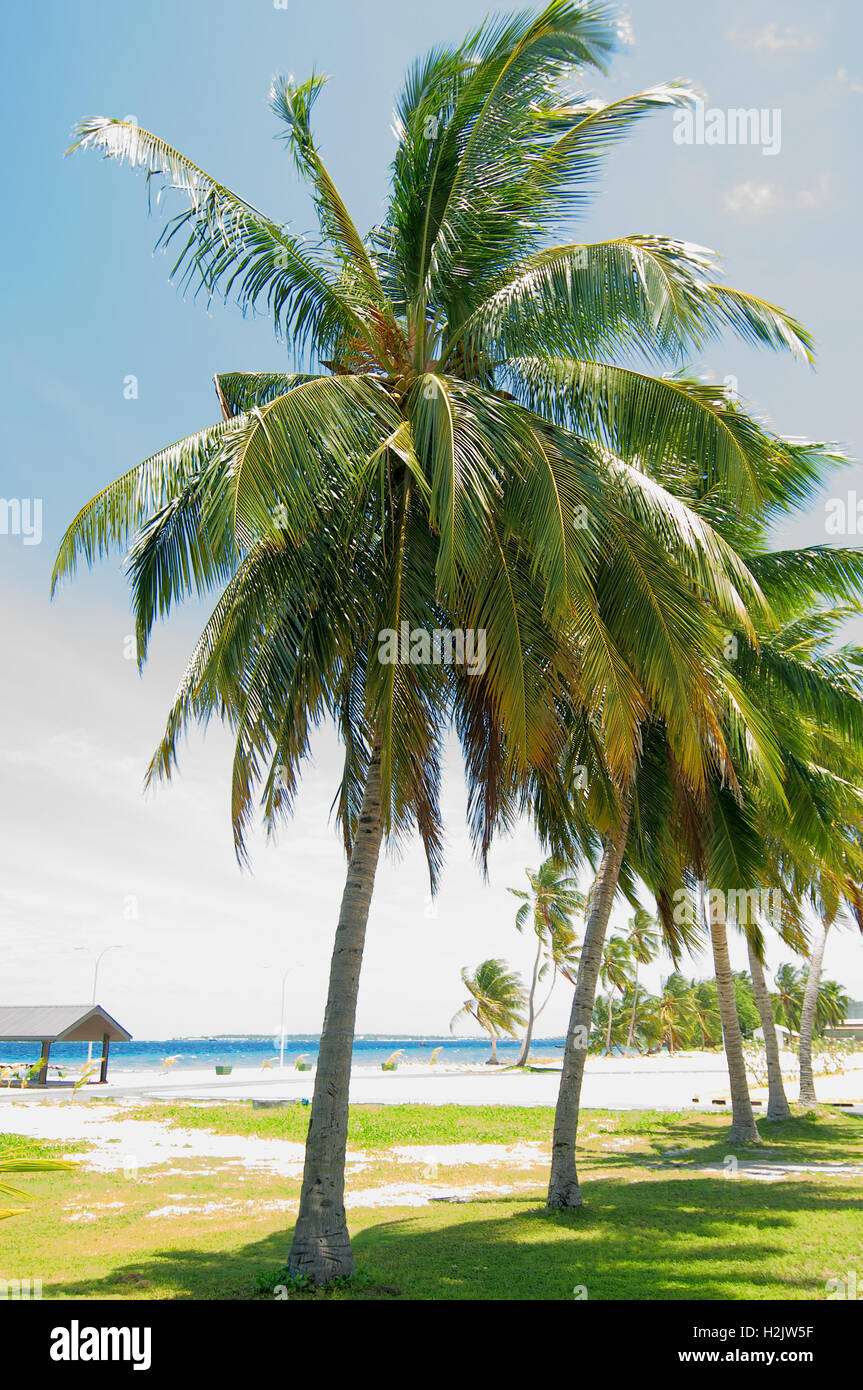 Maldives palm frond leaf hi-res stock photography and images - Alamy