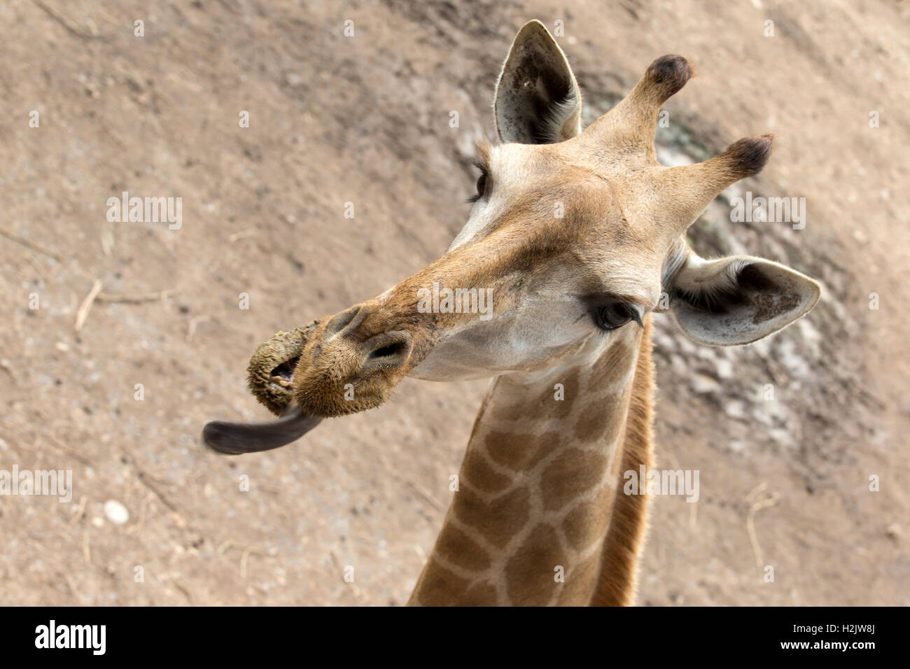 Giraffes zoological garden hi-res stock photography and images - Alamy