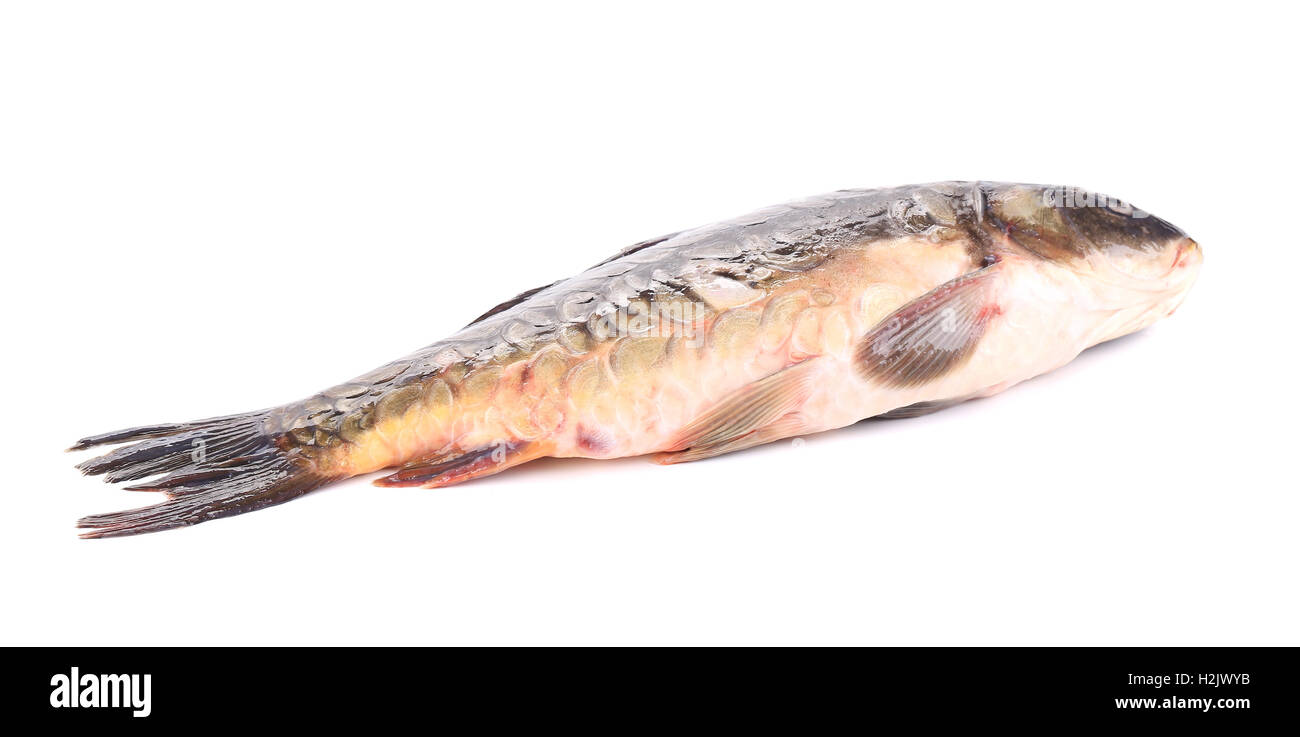 Mirror carp Cut Out Stock Images & Pictures - Alamy