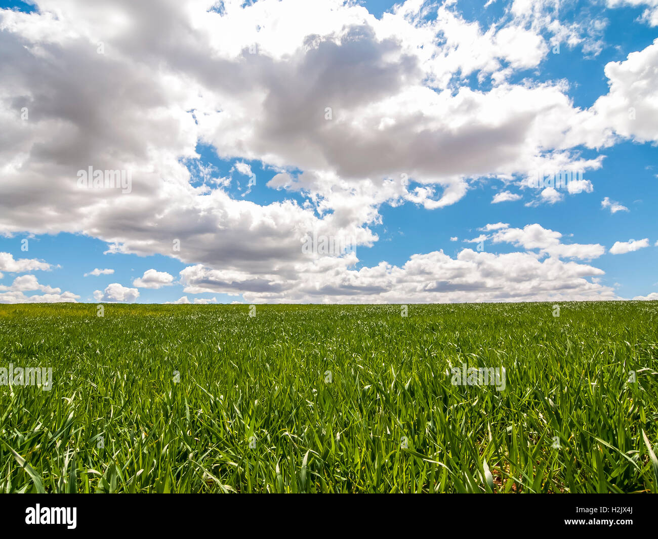 Farm, crop field. landscape with green grass. Spain agriculture Stock ...