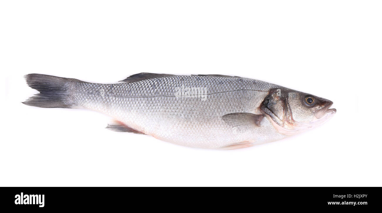 Seabass, Dicentrarchus labrax Stock Photo - Alamy