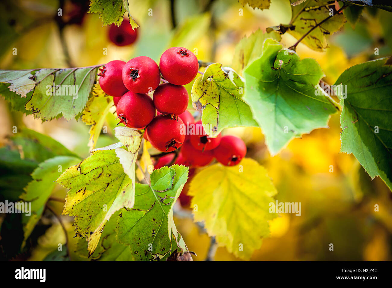 The beautiful colors of leaves and berries on a crabapple tree in ...