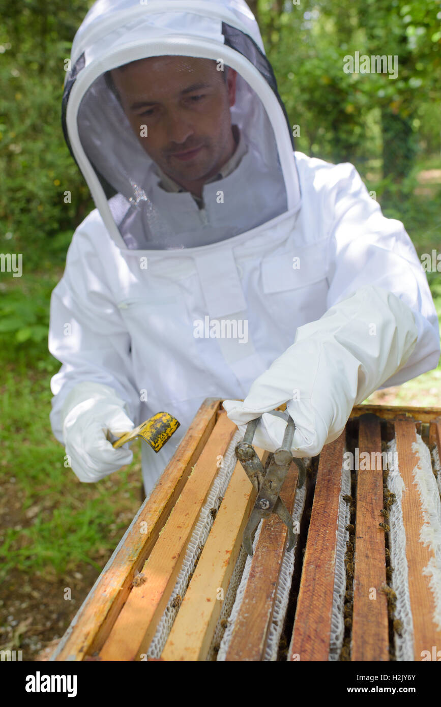 beekeeper lifting a frame Stock Photo - Alamy