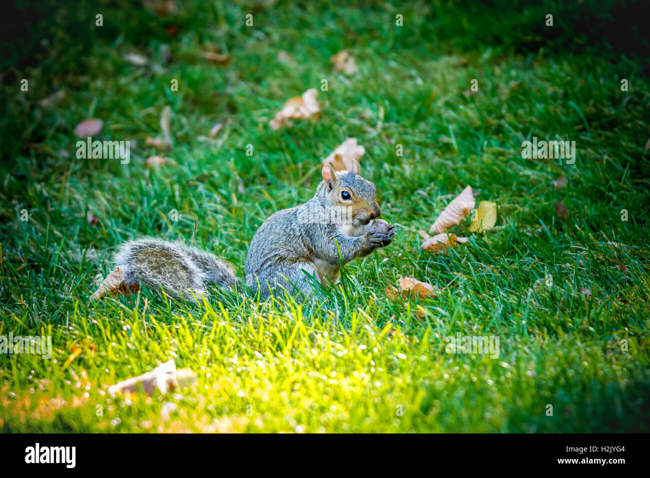 Squirrel acorn ground hi-res stock photography and images - Alamy