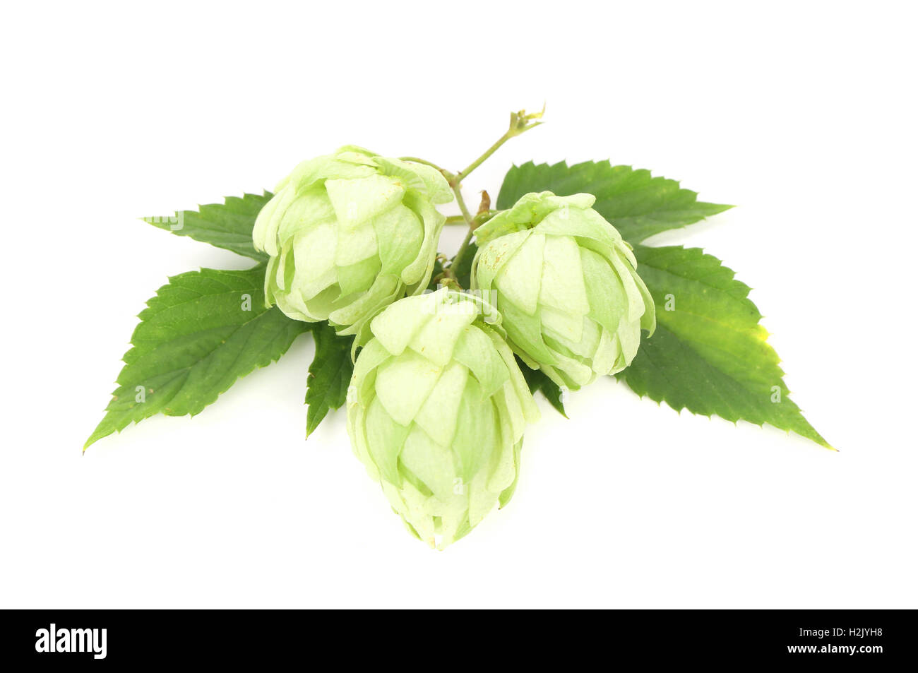 branch of hops Stock Photo - Alamy