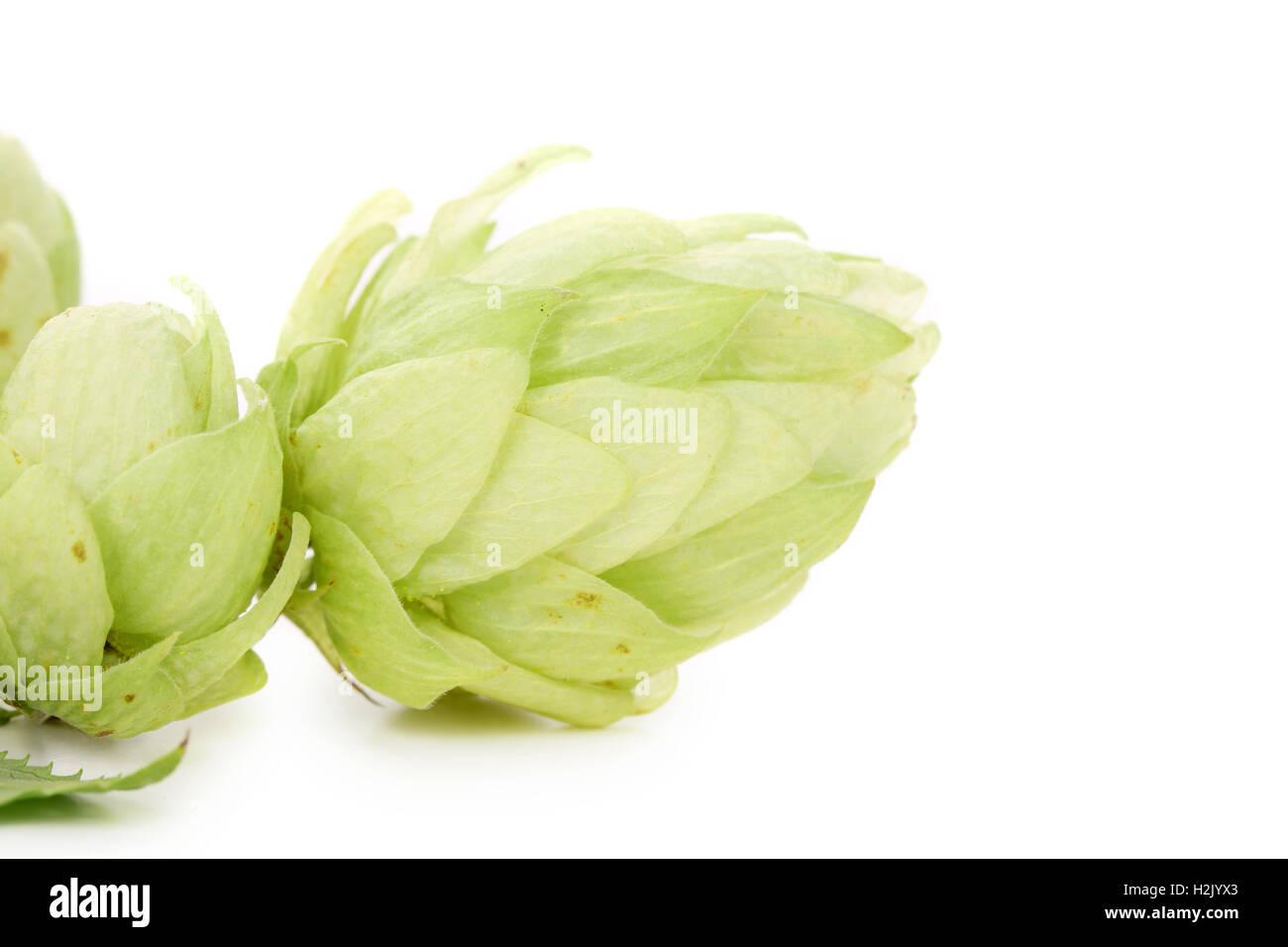 Beautiful green hops hop leaves hi-res stock photography and images - Alamy