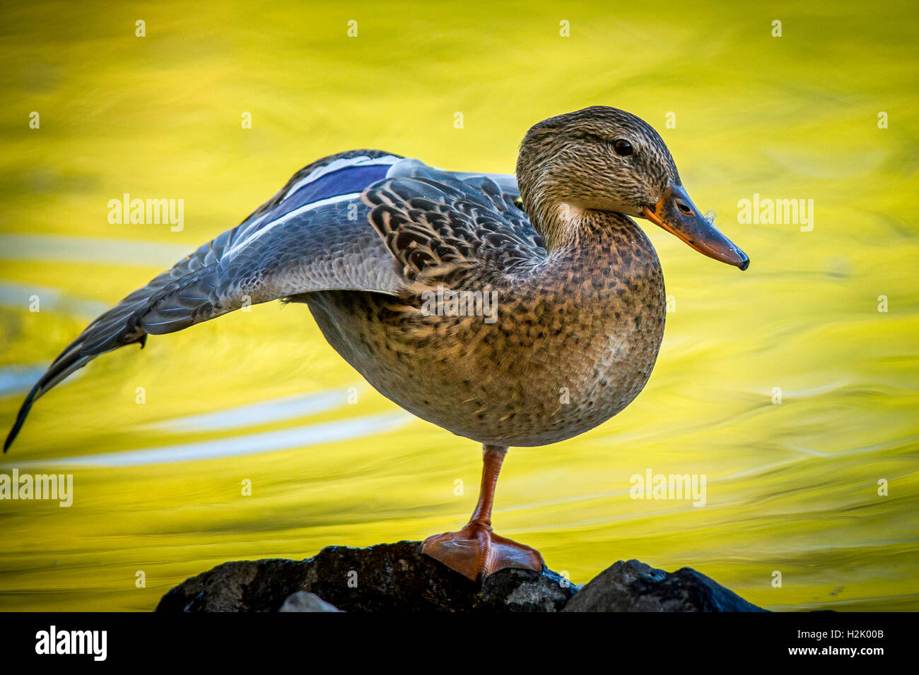 Duck stretches wing Stock Photo - Alamy