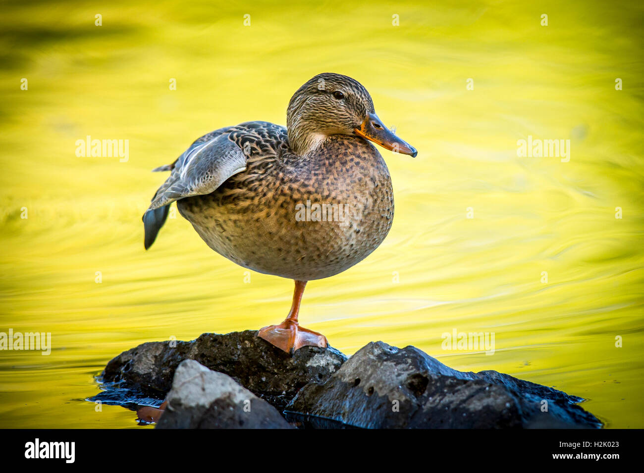 Zen duck on rock Stock Photo - Alamy