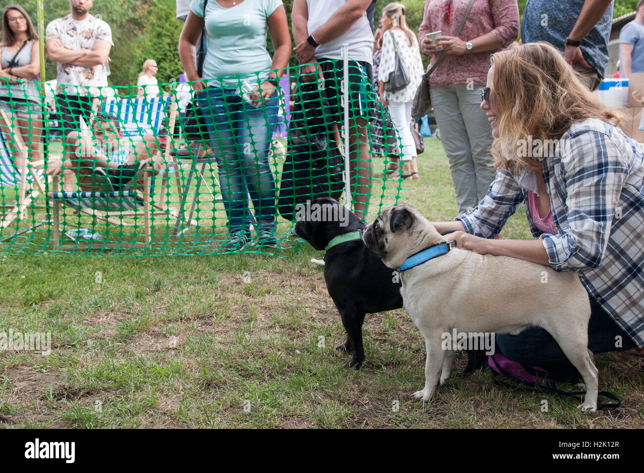 Berlin dogs hi-res stock photography and images - Alamy