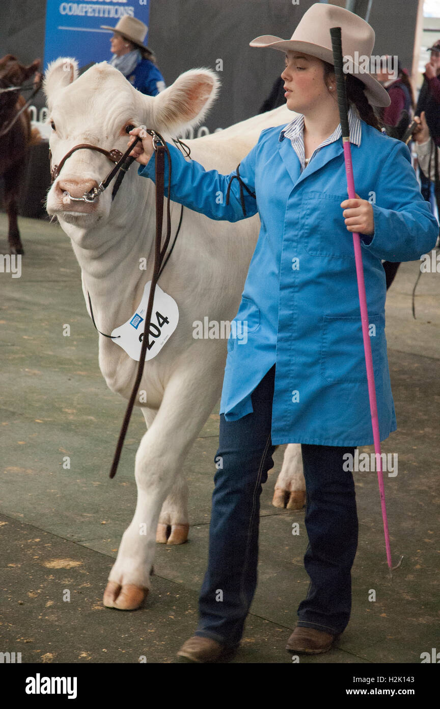 Junior Beef Cattle Handing State Finals at the 2016 Royal Melbourne ...